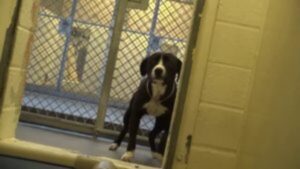 Shelter Dog on Death Row Gets Impatient & Joyful When He Notices That a ...