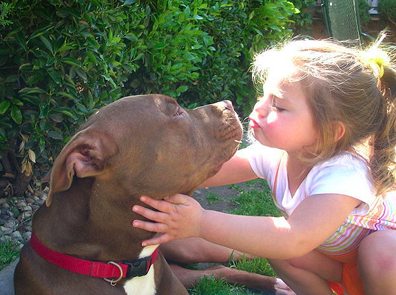 A stray pit bull became a hero after he managed to protect and save a 4 ...