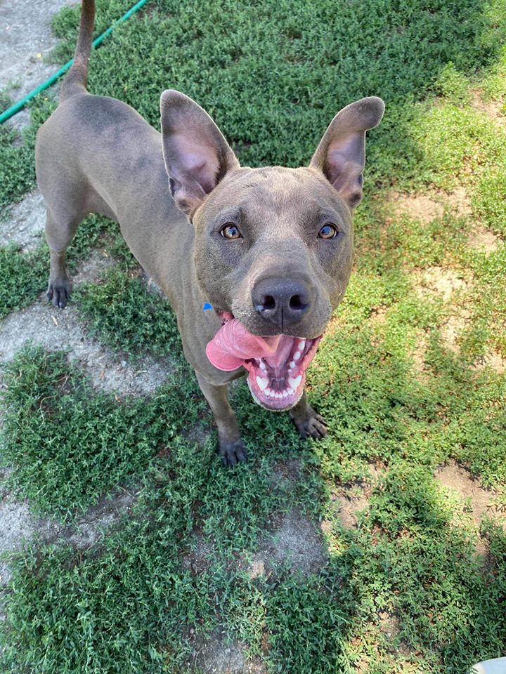 This is Dozer, a 10 months old pitbull who needs a family. - READ THE ...
