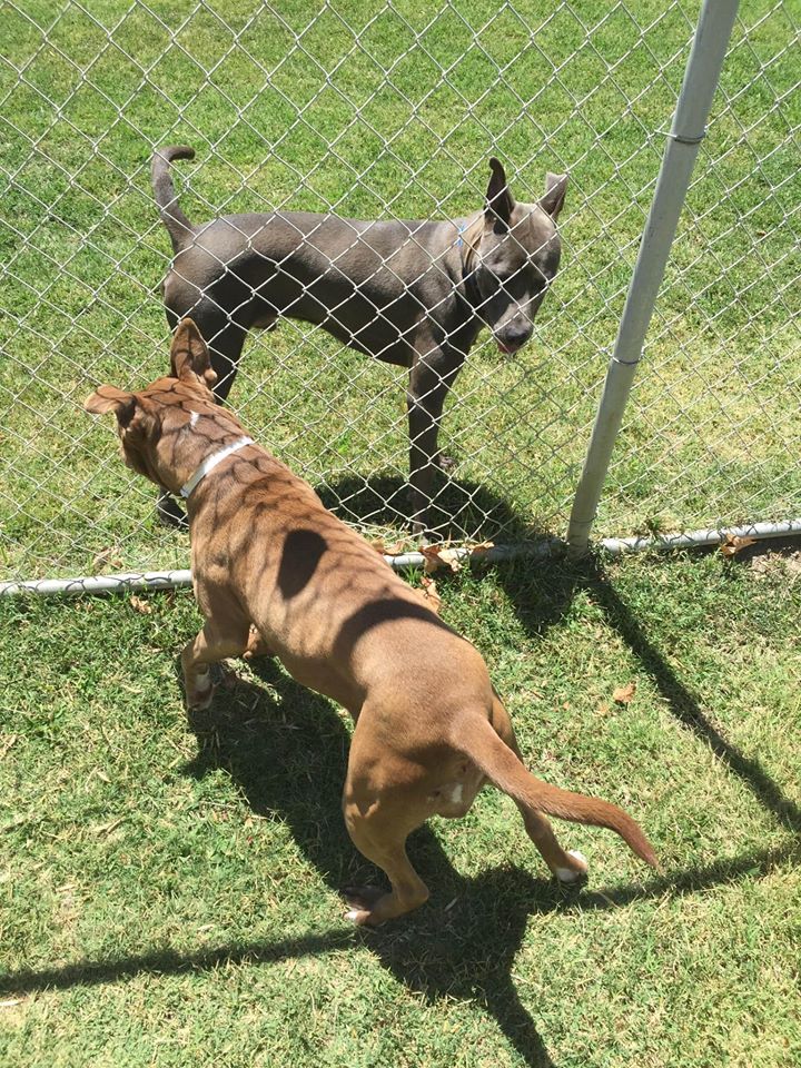 This is Dozer, a 10 months old pitbull who needs a family. - READ THE ...