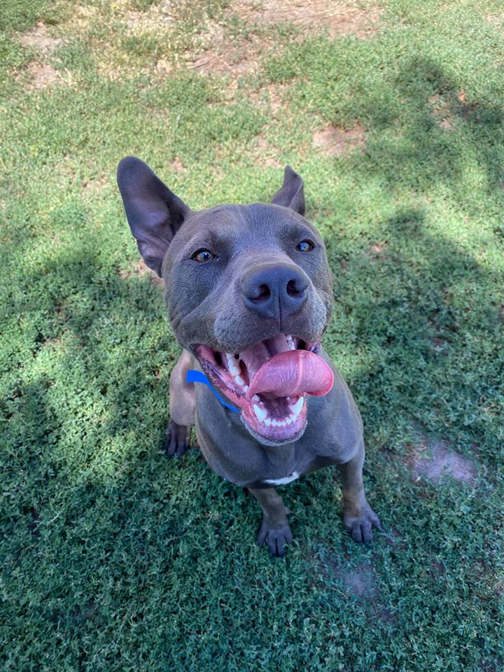 This is Dozer, a 10 months old pitbull who needs a family. - READ THE ...