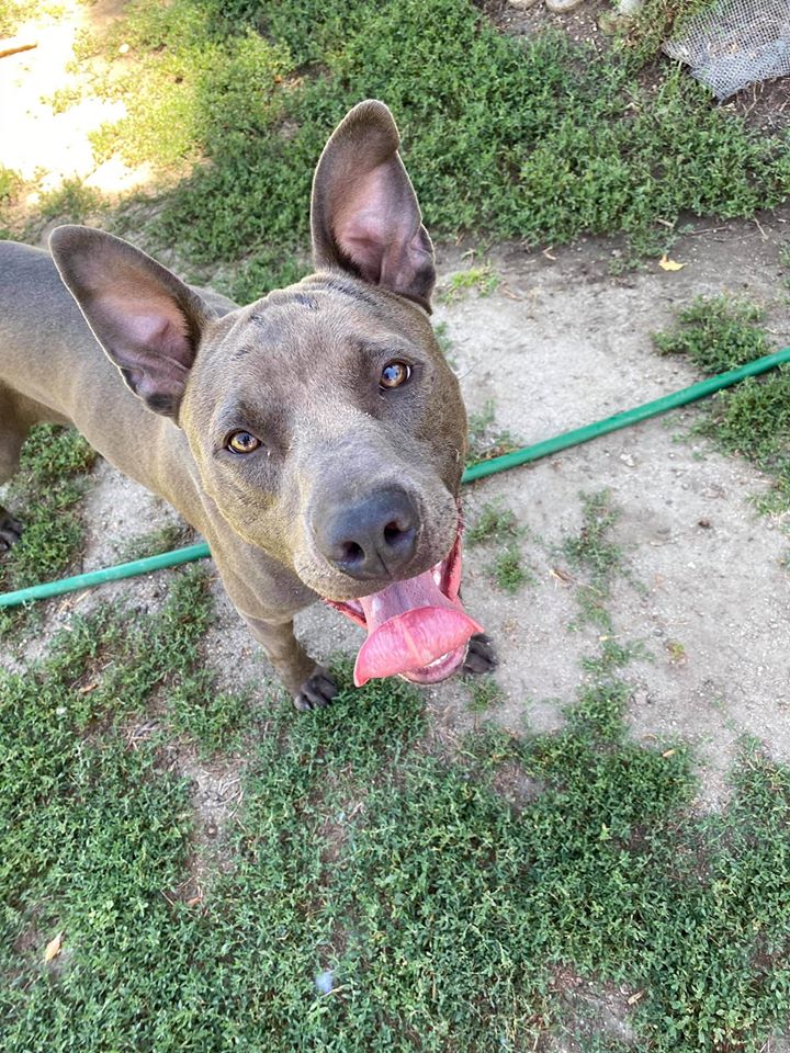 This is Dozer, a 10 months old pitbull who needs a family. - READ THE ...