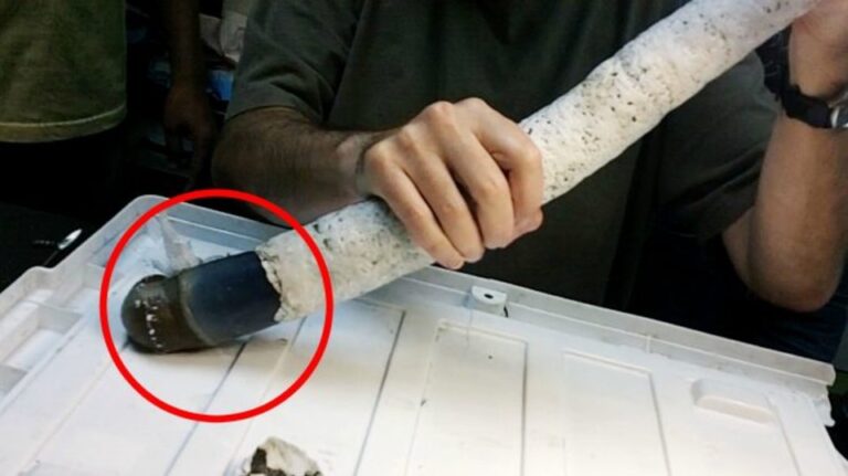 Huge worm found in a dirty swamp by tourists - looks like a science ...